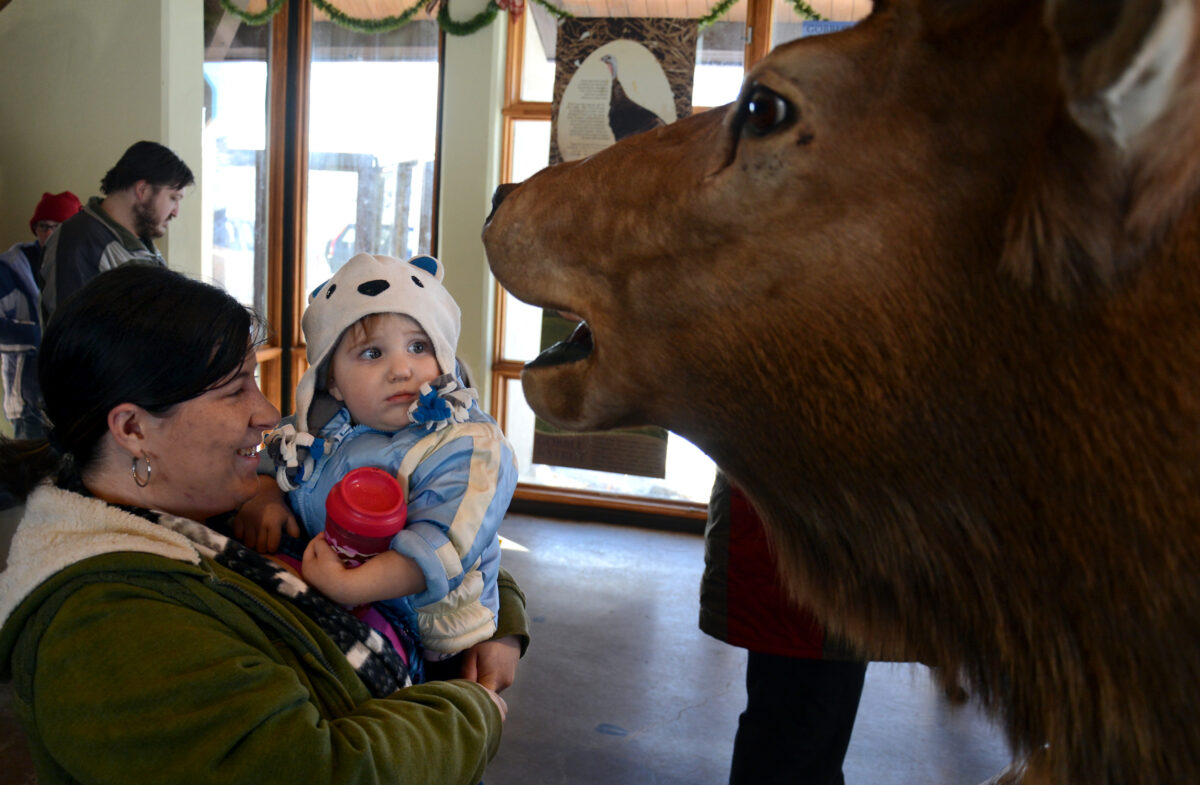 All about the elk at Hardware Ranch during annual elk festival | News ...